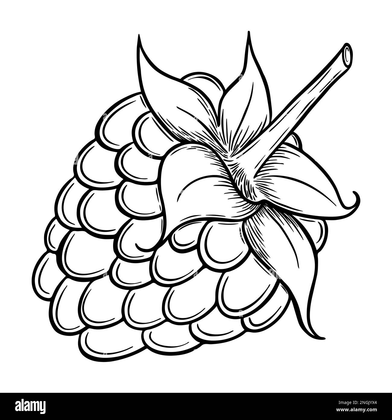 Hand Drawn Outline Raspberry Isolated On White Background Vector Illustration Stock Vector