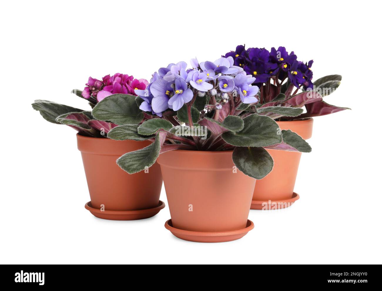 Beautiful potted violets on white background. Plants for house decor ...