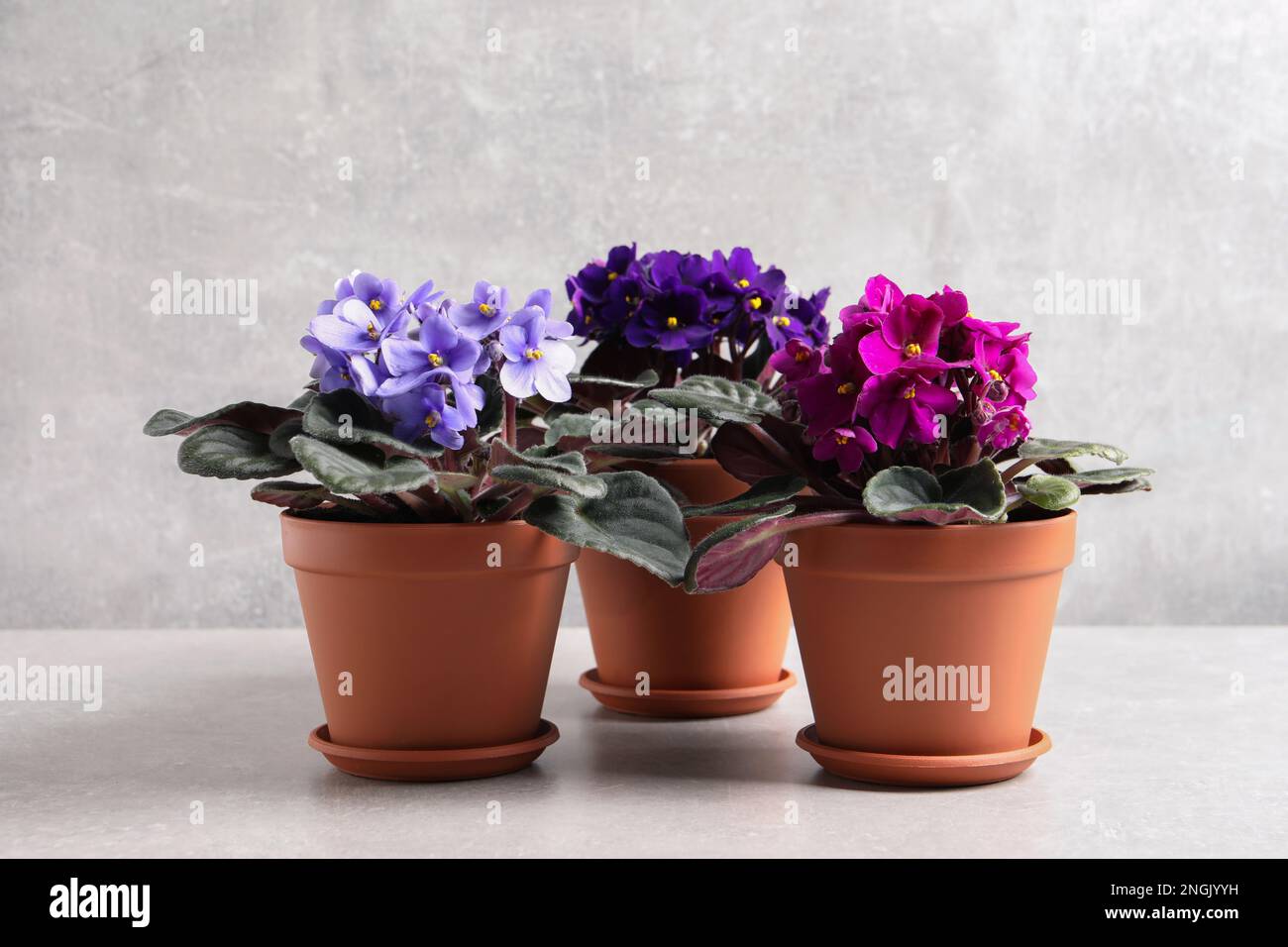 Beautiful potted violets on light grey table. Plants for house decor ...