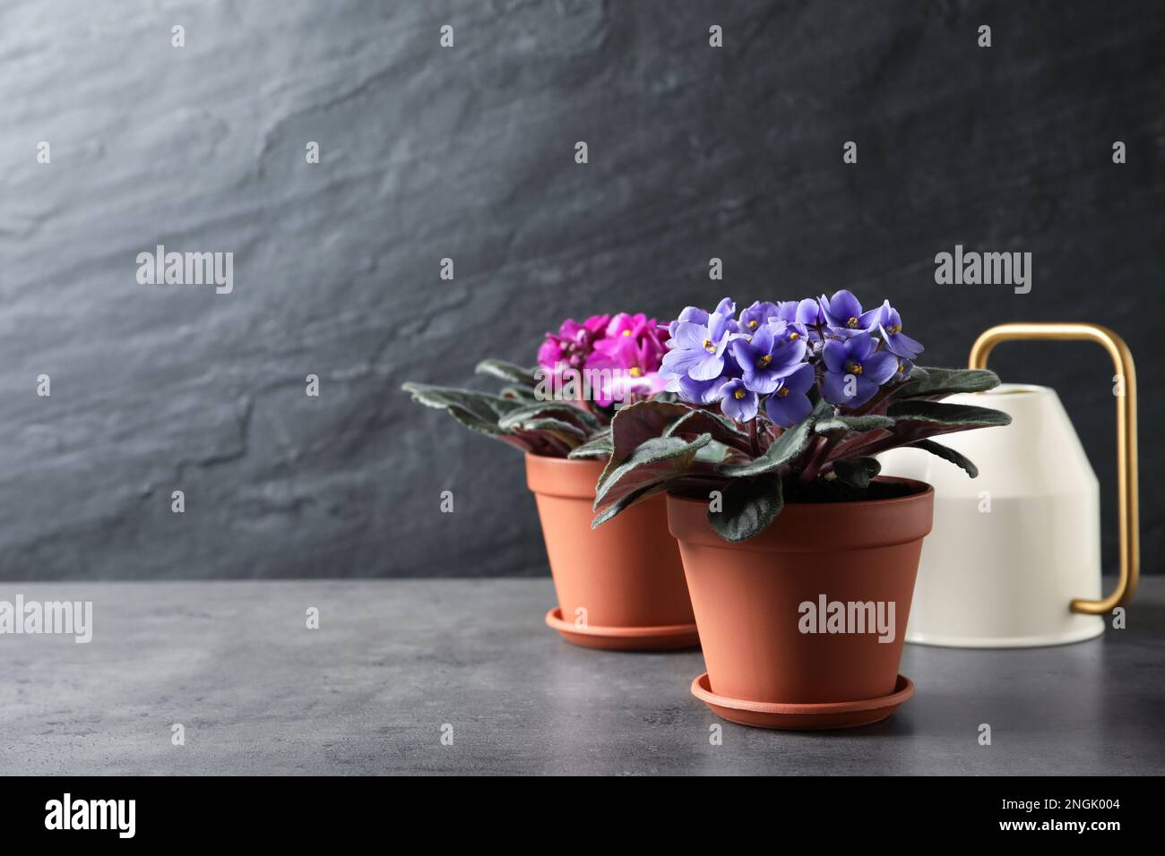 Beautiful potted violets and watering can on grey table, space for text ...