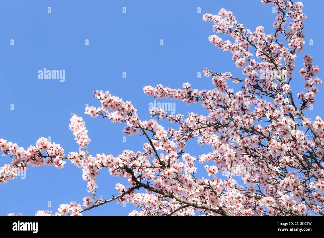 Beautiful blossoming branches of cherry tree against blue sky ...