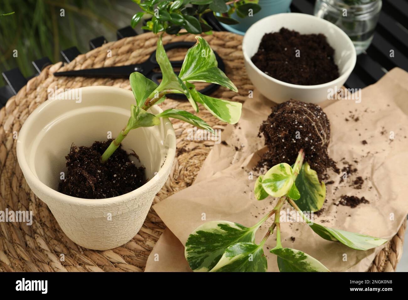 Exotic house plants in soil on table Stock Photo - Alamy
