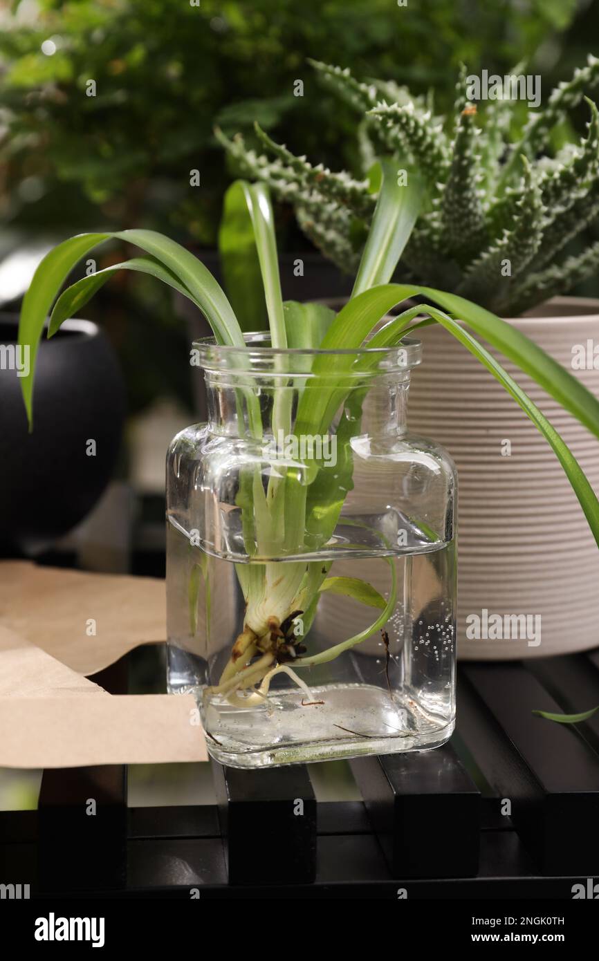 Exotic house plant in water on table Stock Photo - Alamy