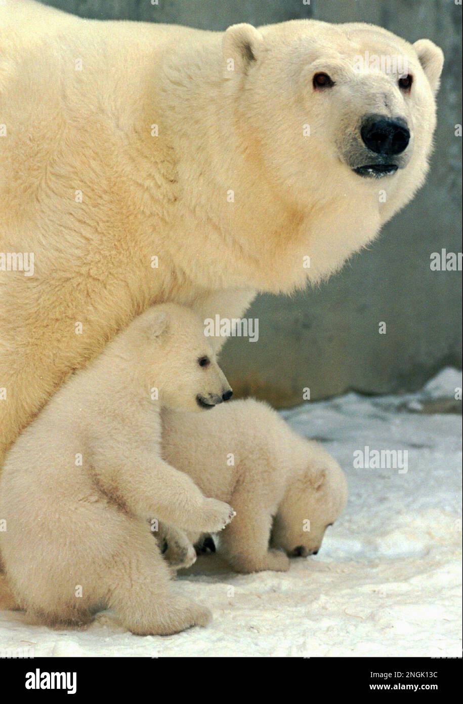 One polar bear cub leans back against its mother as the other checks ...