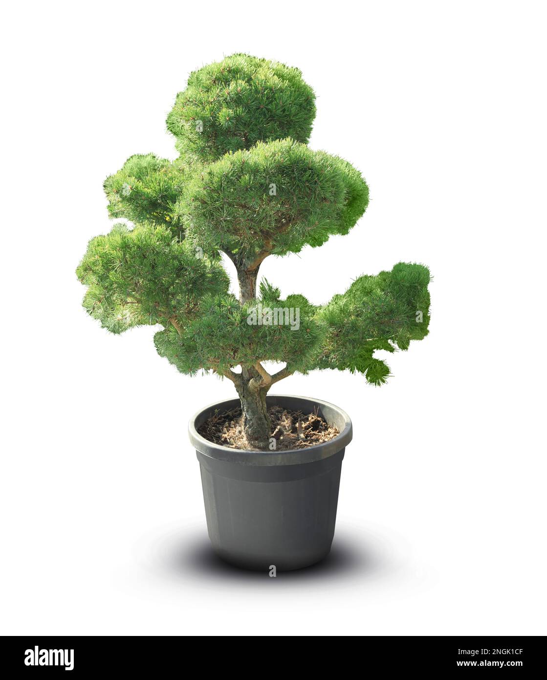 Beautiful bonsai tree in pot isolated on white Stock Photo - Alamy