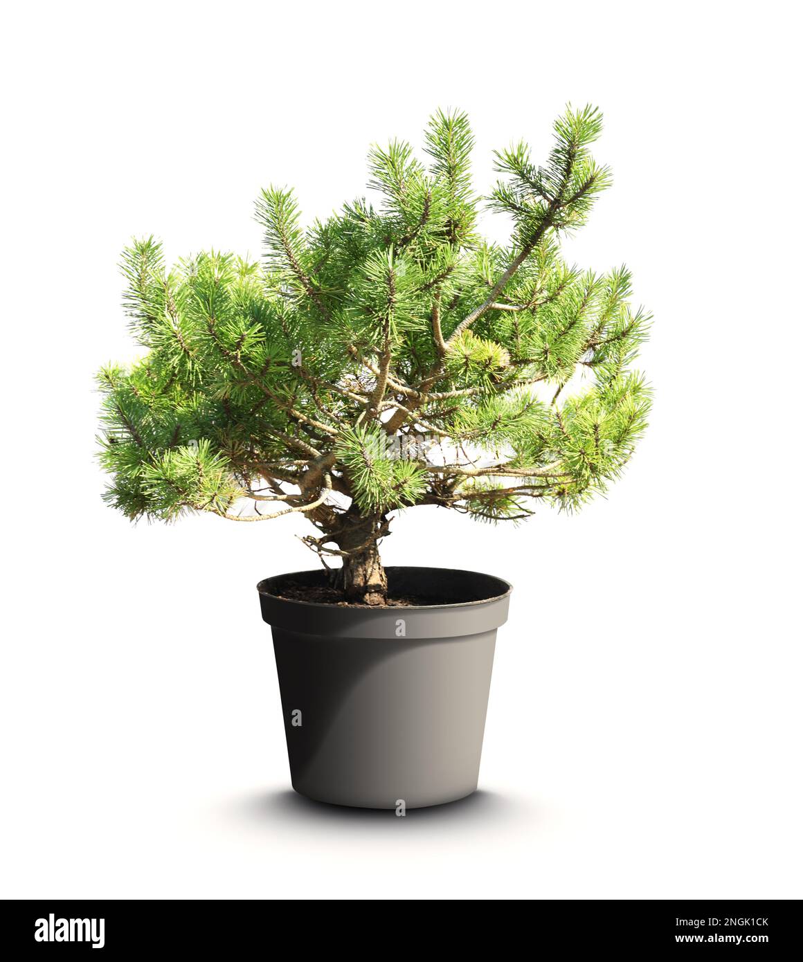 Beautiful bonsai tree in pot isolated on white Stock Photo - Alamy