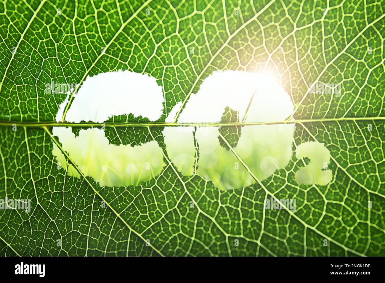 Ozone damage to leaf hi-res stock photography and images - Alamy