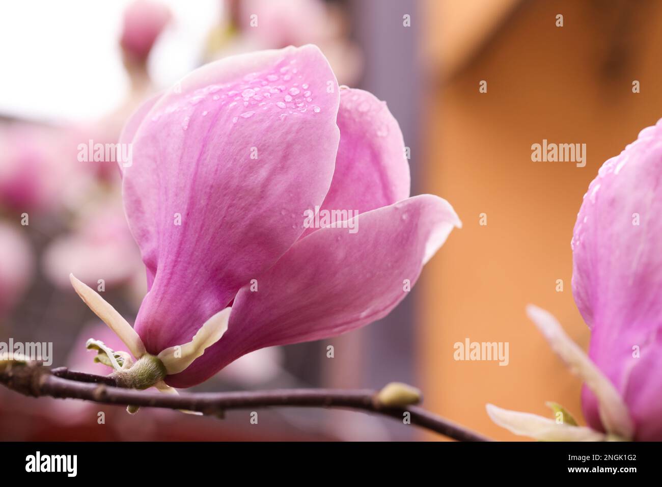Beautiful magnolia tree with pink blossom outdoors, closeup. Spring ...