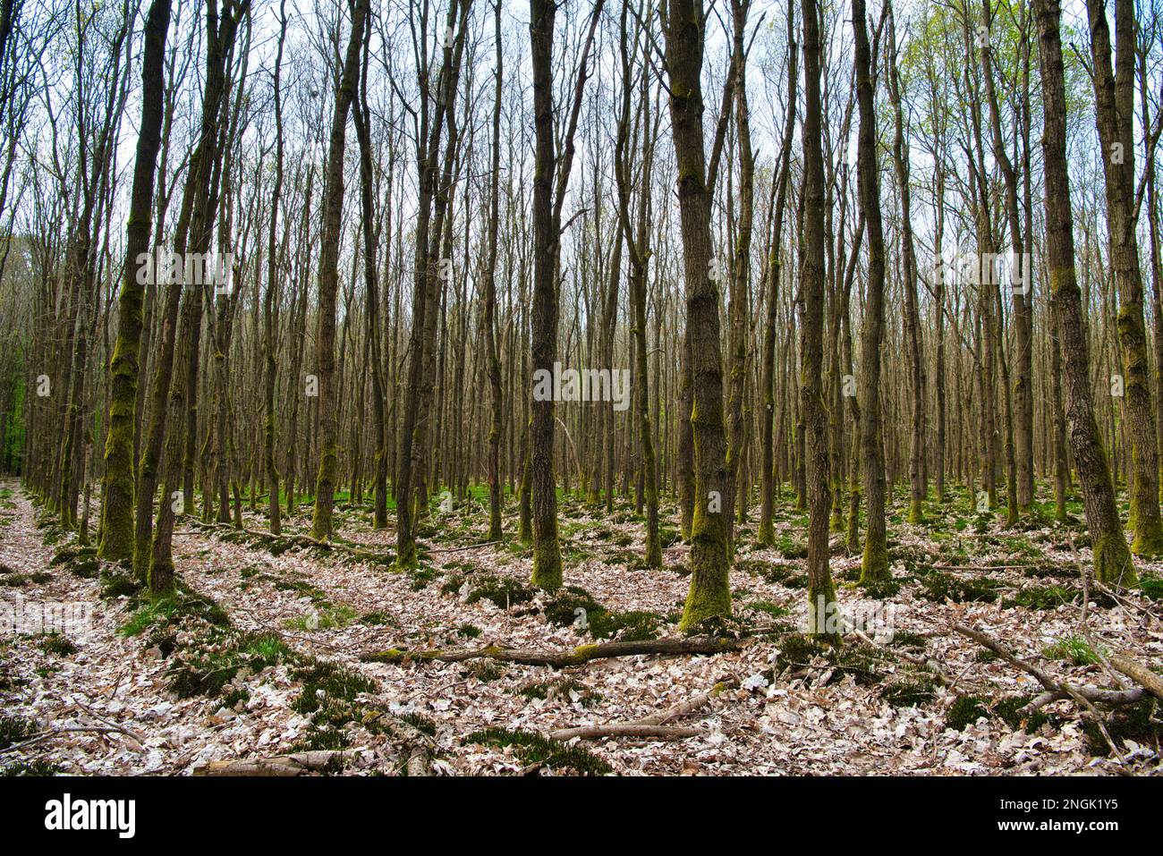 Trunks of a trees, overgrown with green moss on the north side, against ...