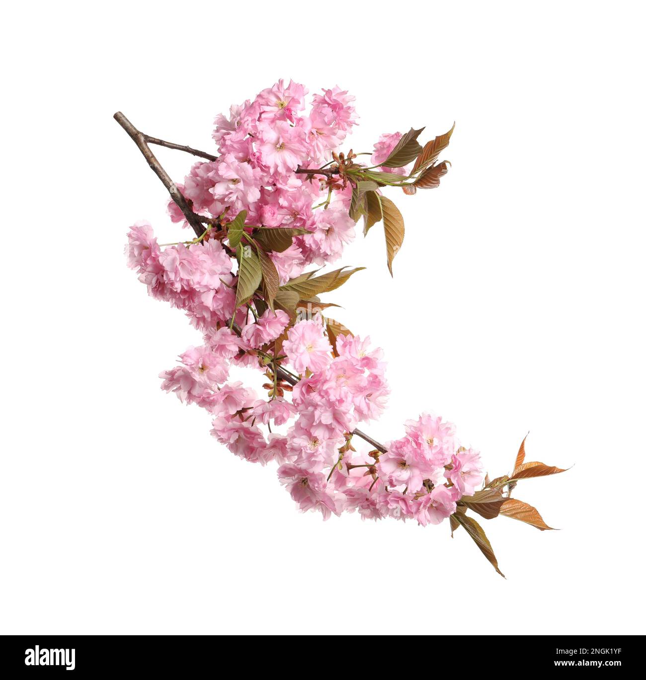 Beautiful sakura tree branch with pink flowers isolated on white Stock ...