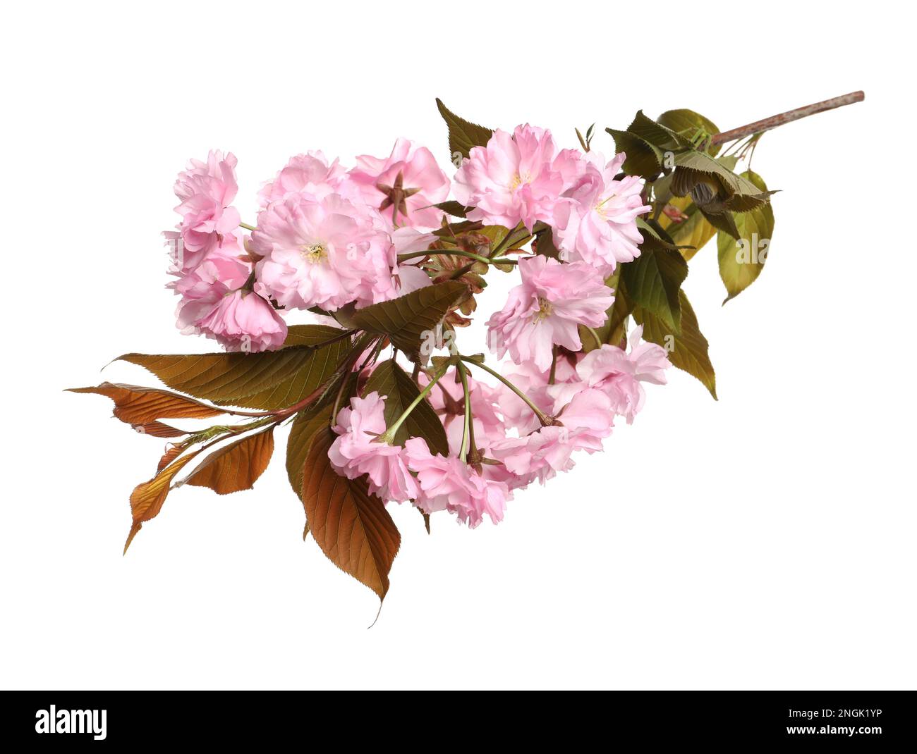 Beautiful sakura tree branch with pink flowers isolated on white Stock ...