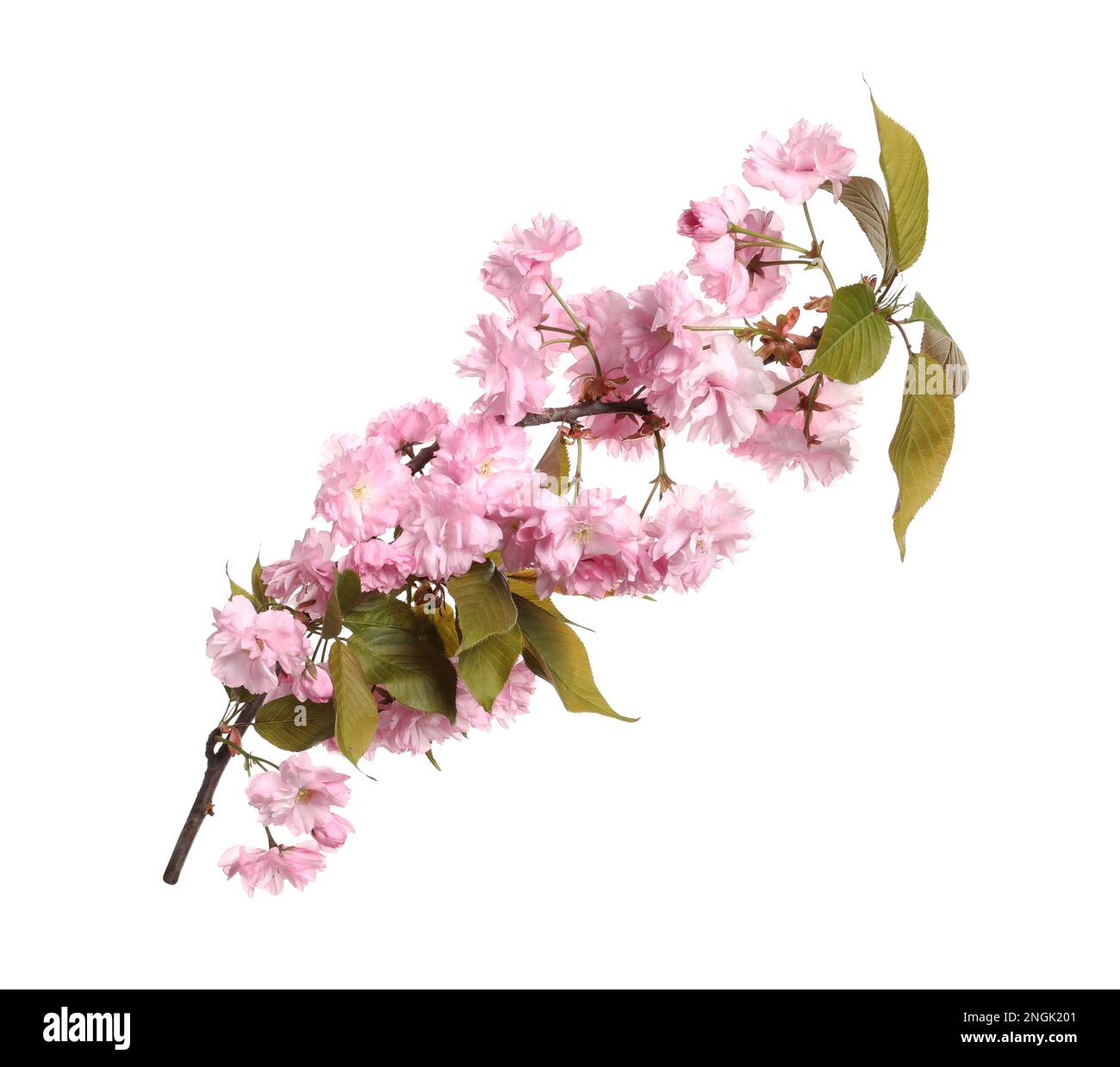 Beautiful sakura tree branch with pink flowers isolated on white Stock ...