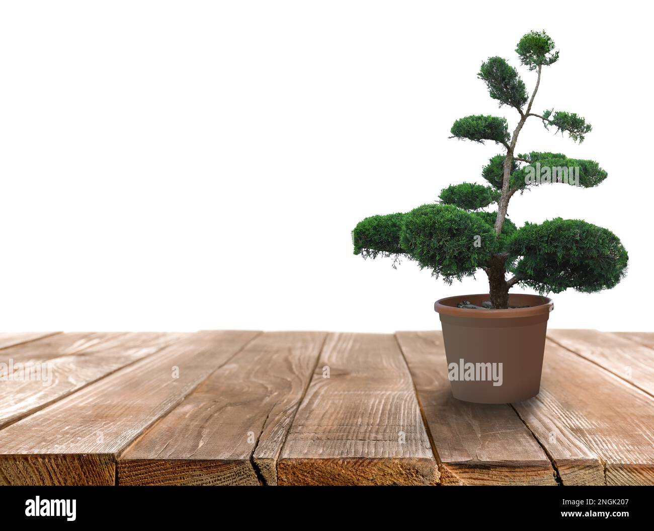 Bonsai display table hi-res stock photography and images - Alamy