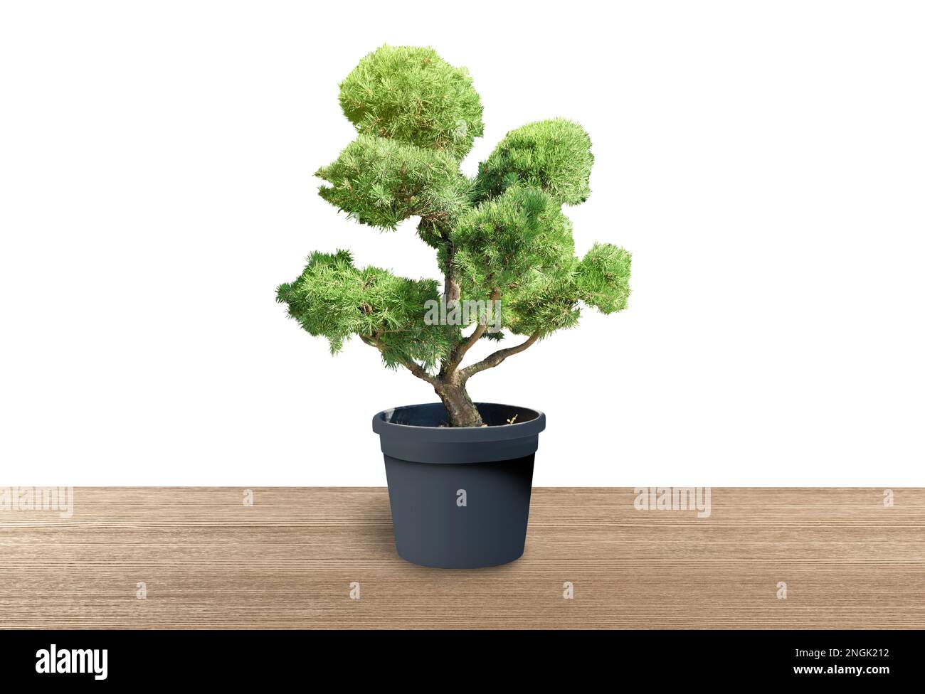 Tabletop bonsai hi-res stock photography and images - Alamy