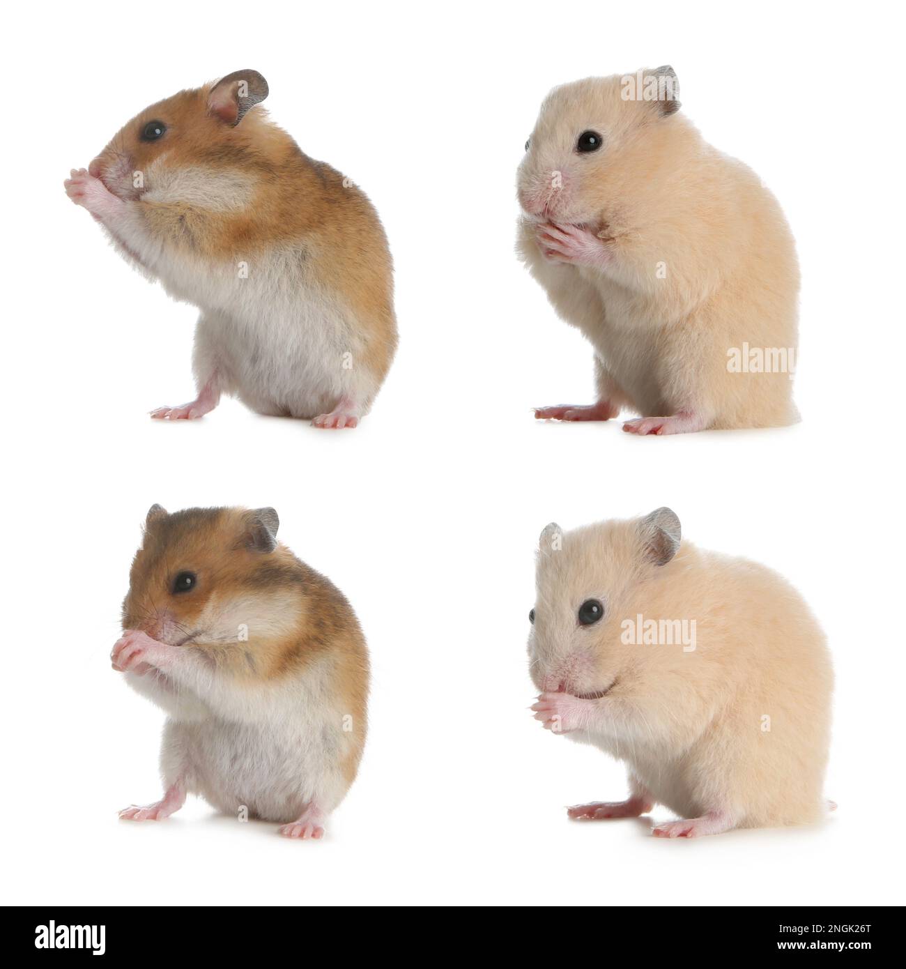 Baby hamsters hi-res stock photography and images - Alamy