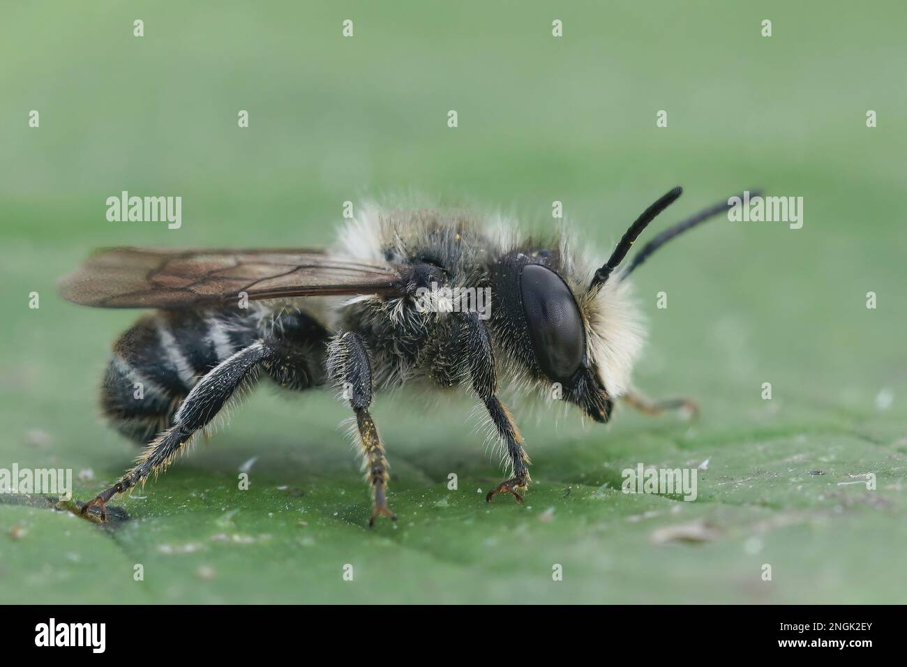 Natural closeup on a small male European leafcutter solitary mason bee ...