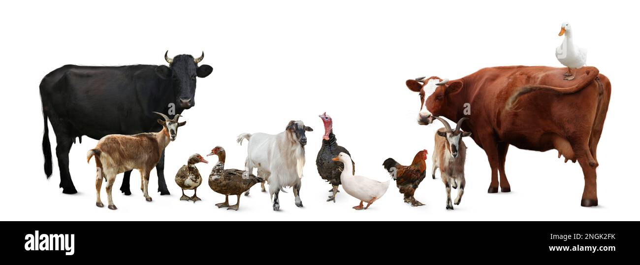 Group of different farm animals on white background. Banner design ...