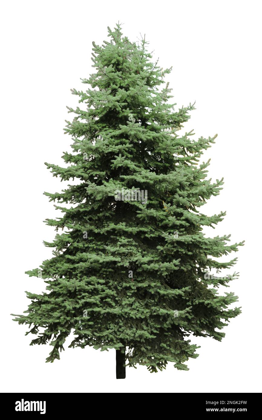 Beautiful evergreen fir tree on white background Stock Photo - Alamy