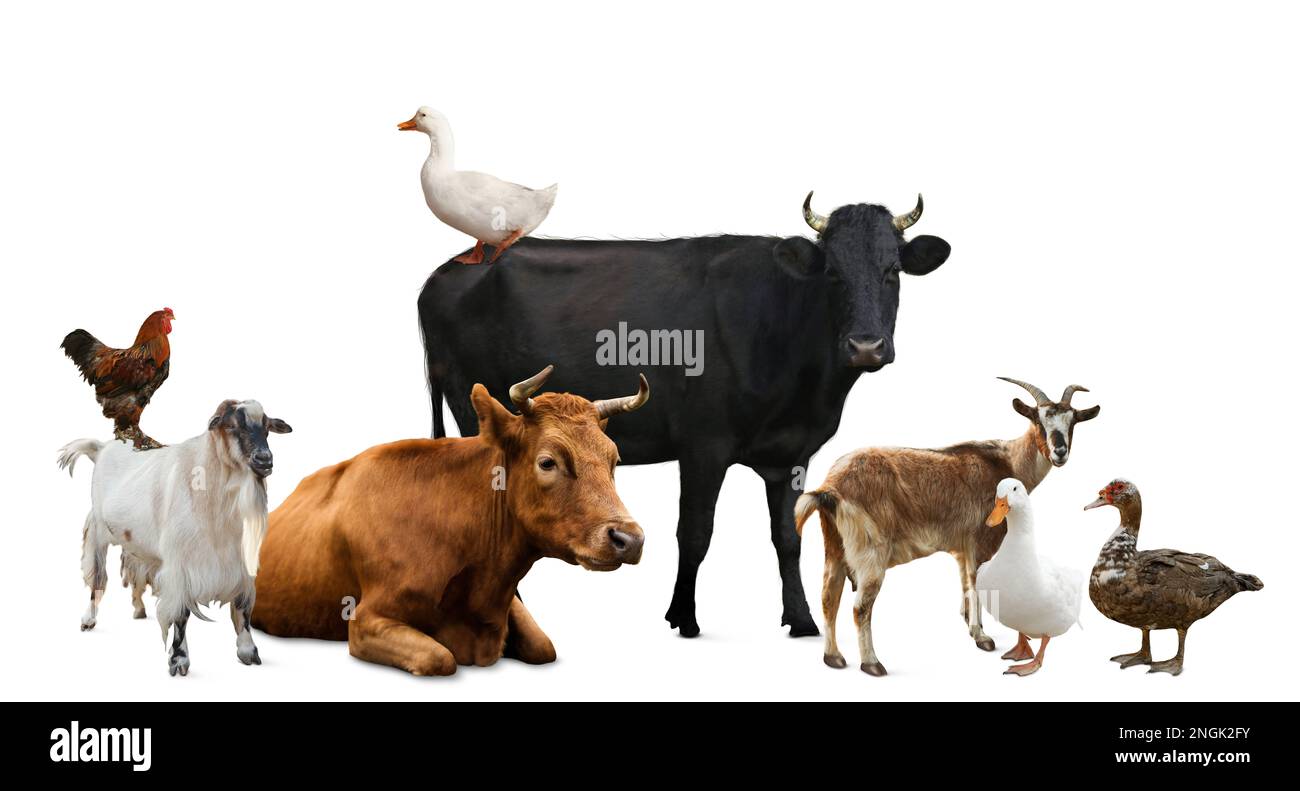 Group of different farm animals on white background Stock Photo - Alamy