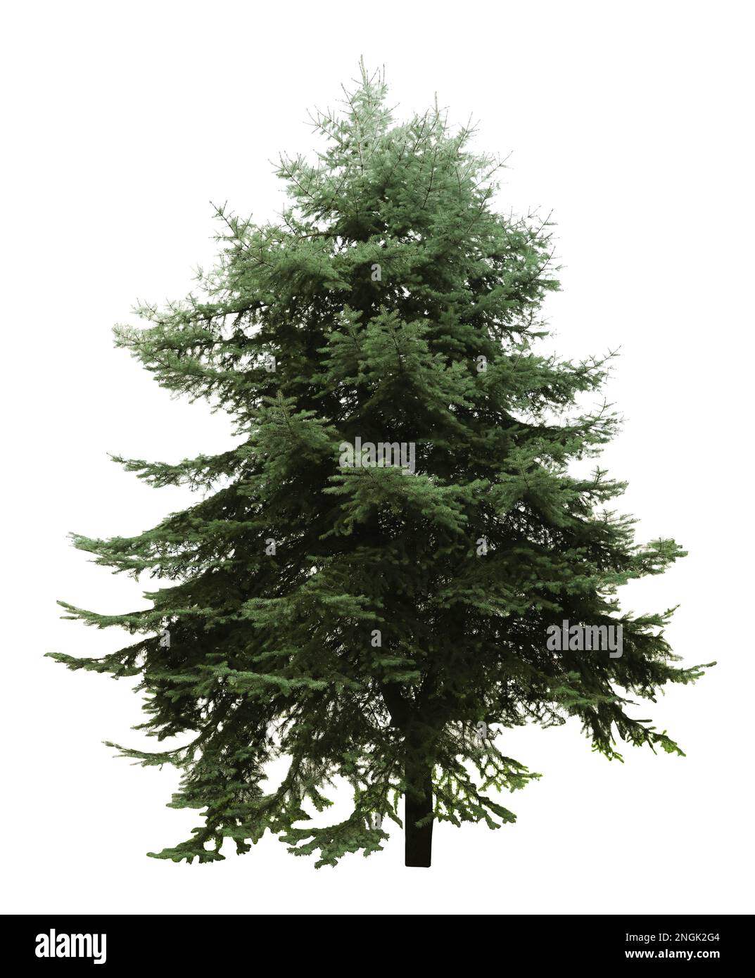 Beautiful evergreen fir tree on white background Stock Photo - Alamy