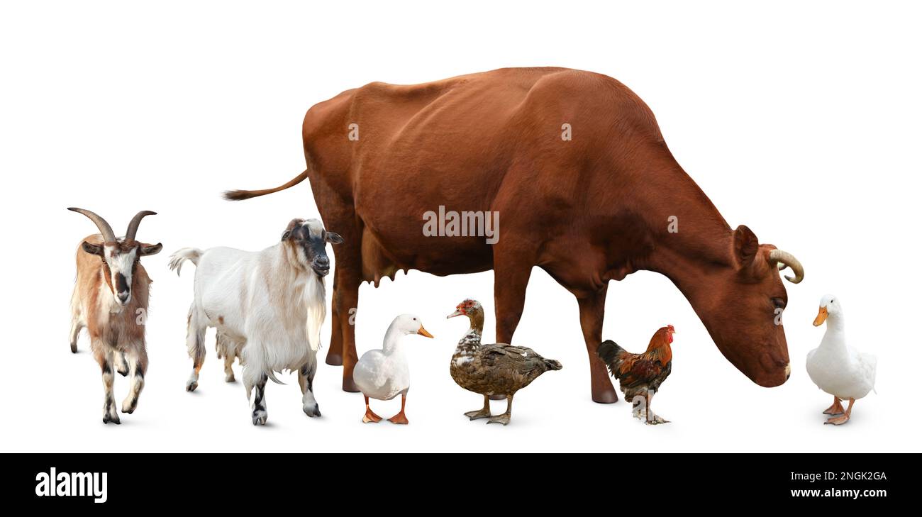 Group of different farm animals on white background. Banner design ...