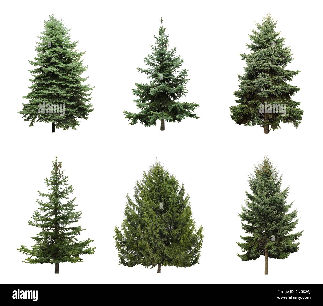 Beautiful evergreen fir trees on white background, collage Stock Photo ...