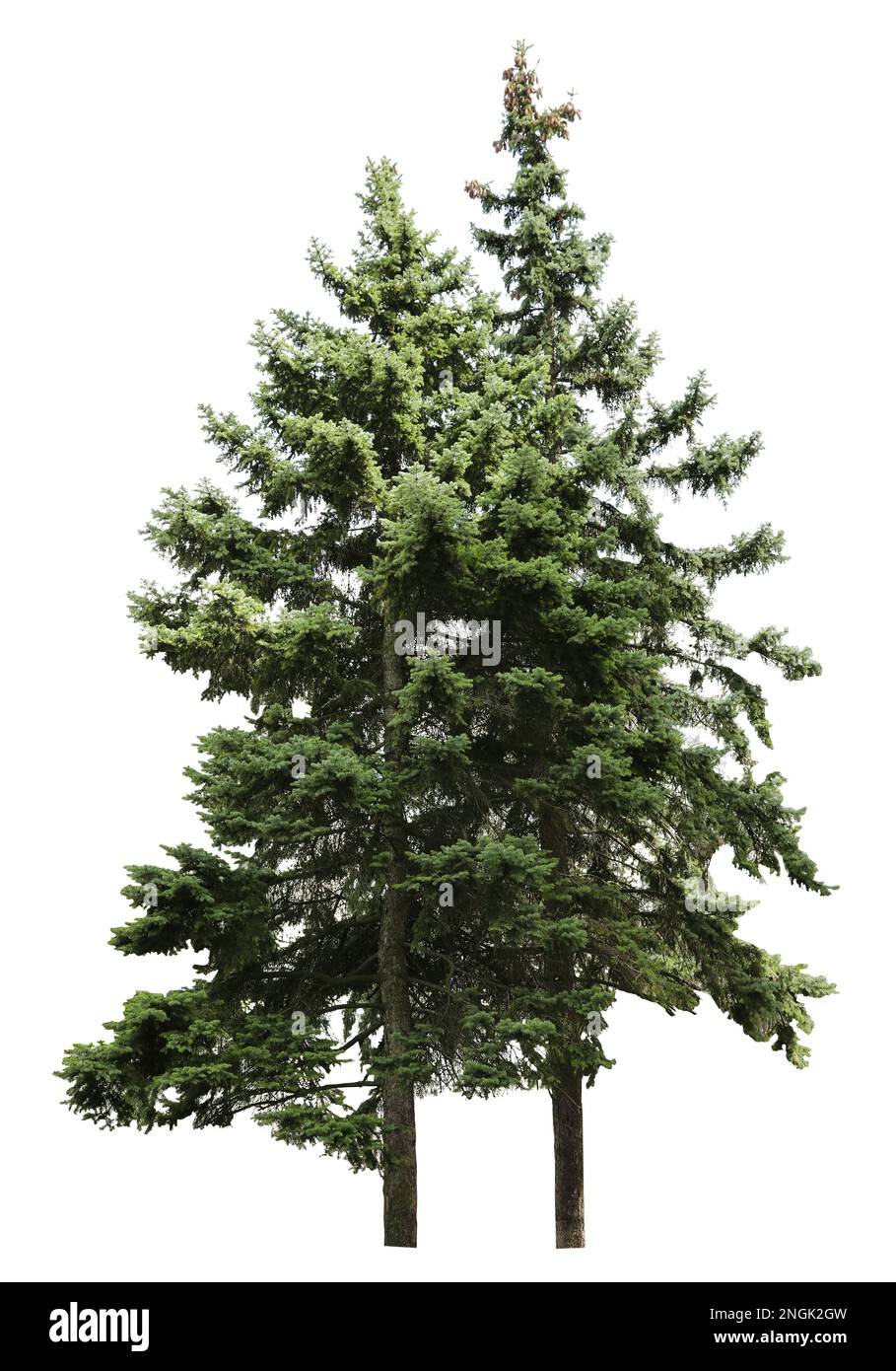 Beautiful evergreen fir trees on white background Stock Photo - Alamy