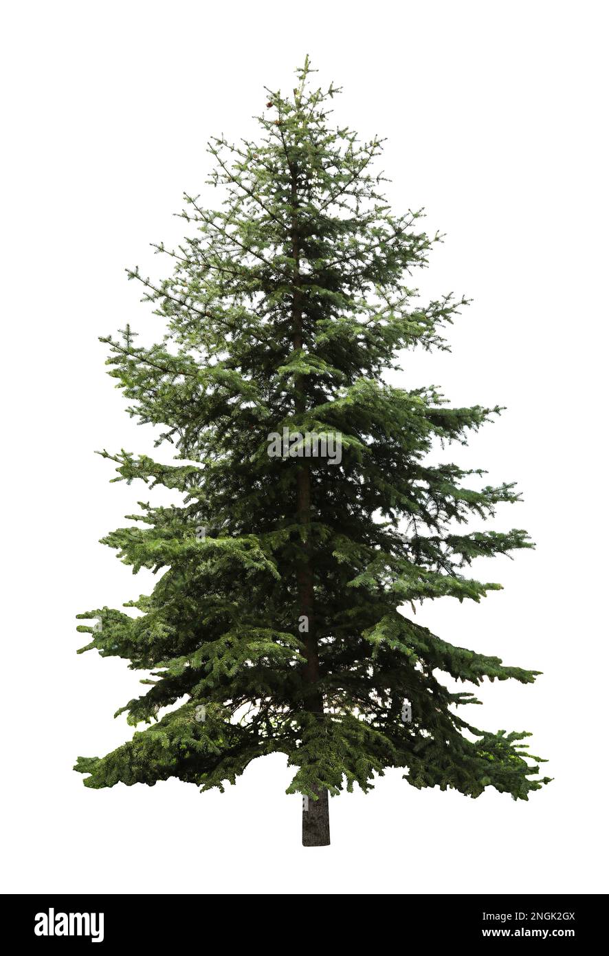 Beautiful evergreen fir tree on white background Stock Photo - Alamy