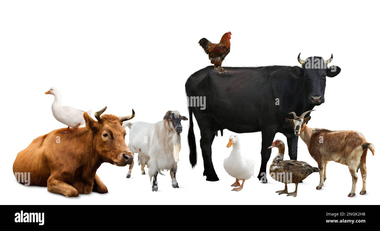 Group of different farm animals on white background Stock Photo - Alamy