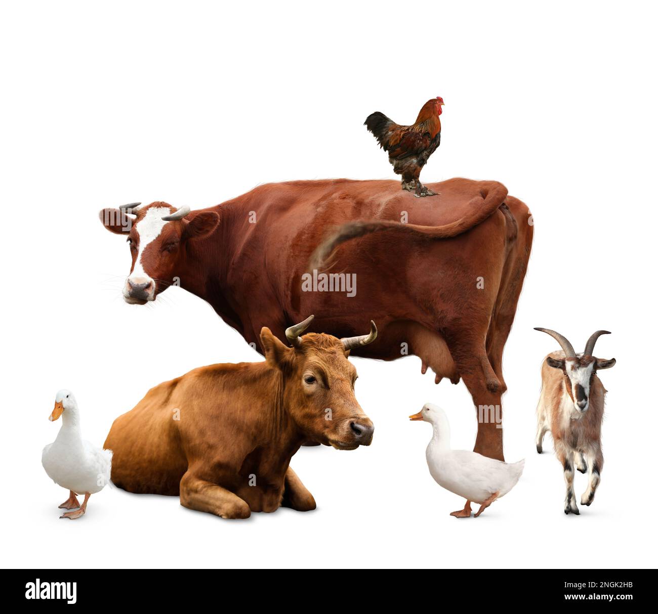 Group of different farm animals on white background Stock Photo - Alamy