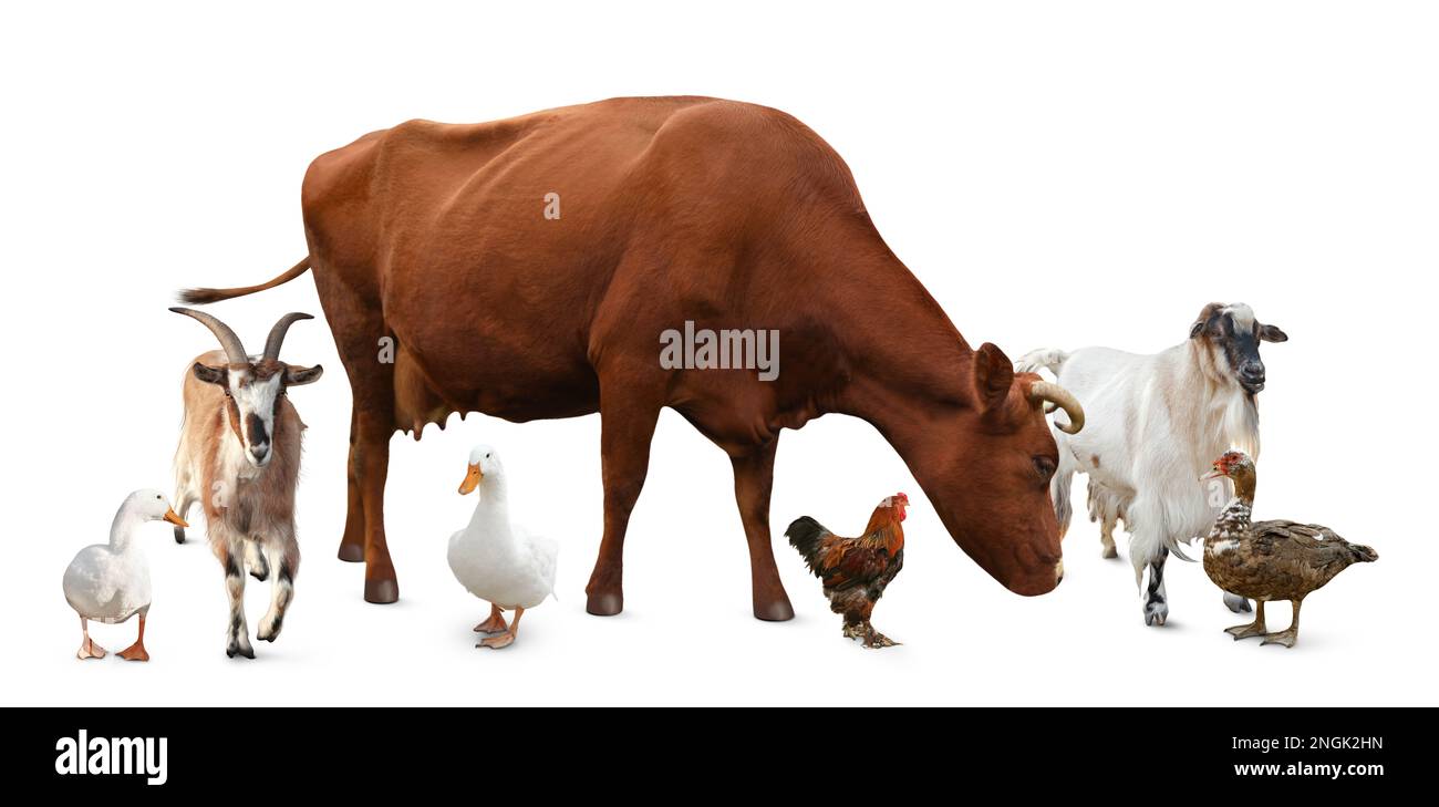 Group of different farm animals on white background. Banner design ...