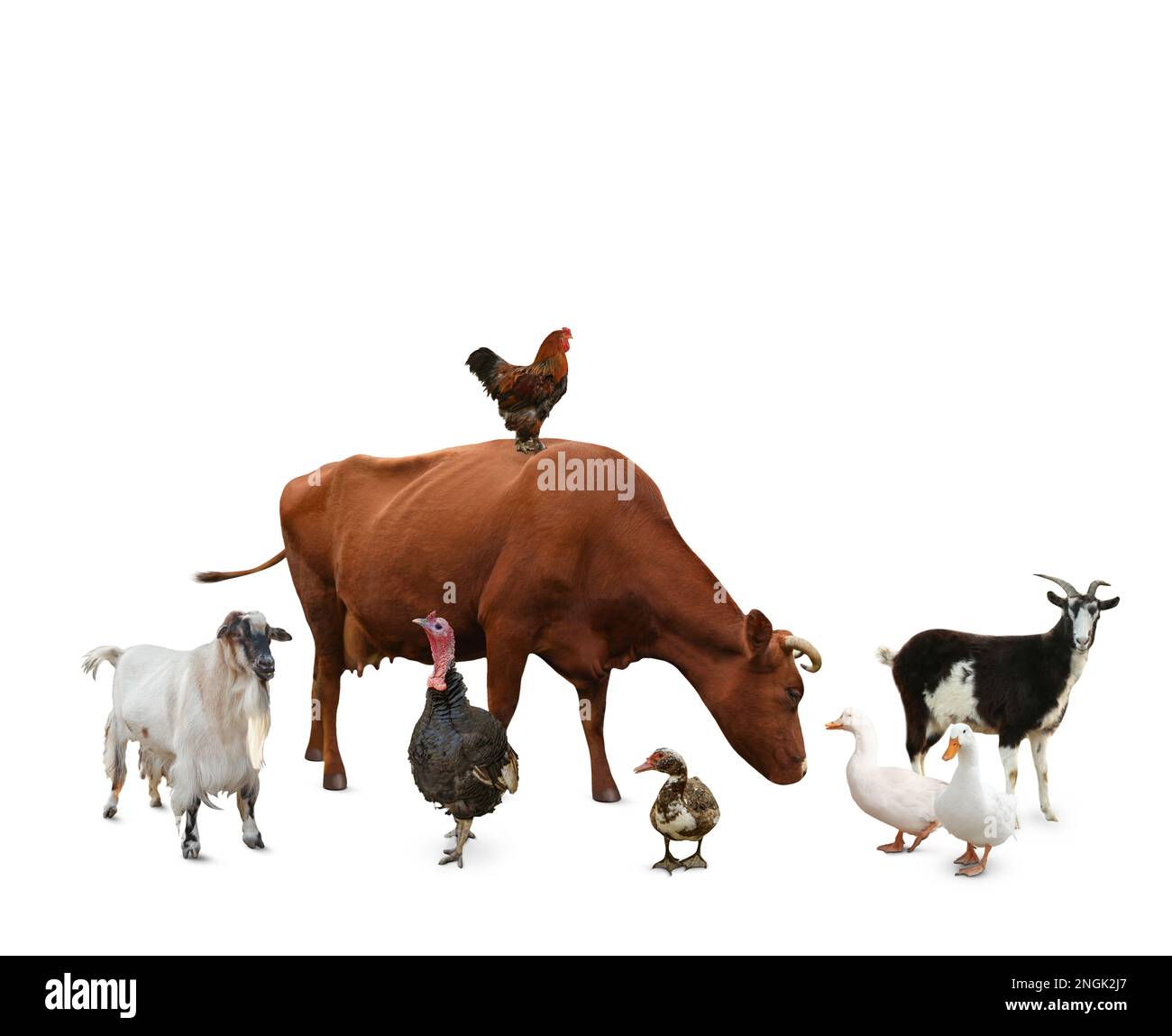 Group of different farm animals on white background Stock Photo - Alamy