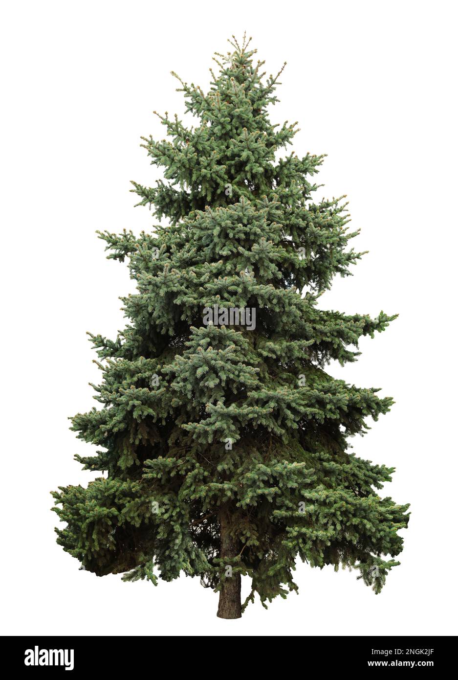 Beautiful evergreen fir tree on white background Stock Photo - Alamy