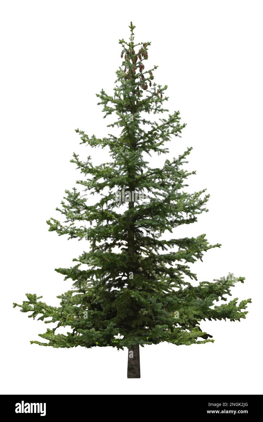 Beautiful evergreen fir tree on white background Stock Photo - Alamy