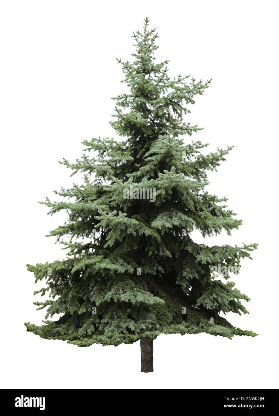 Beautiful evergreen fir tree on white background Stock Photo - Alamy