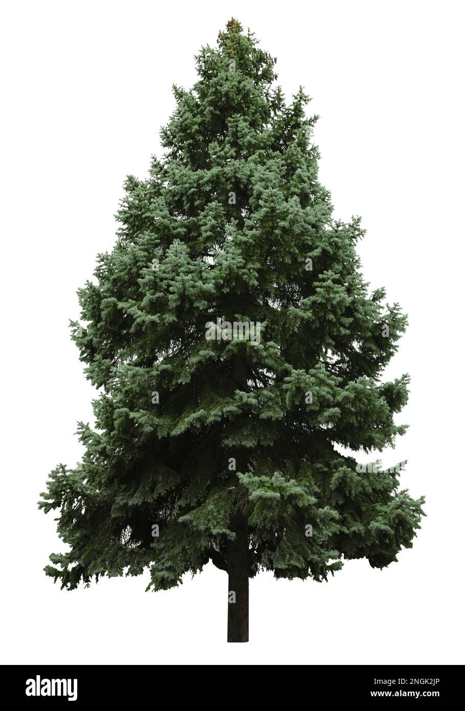 Beautiful evergreen fir tree on white background Stock Photo - Alamy