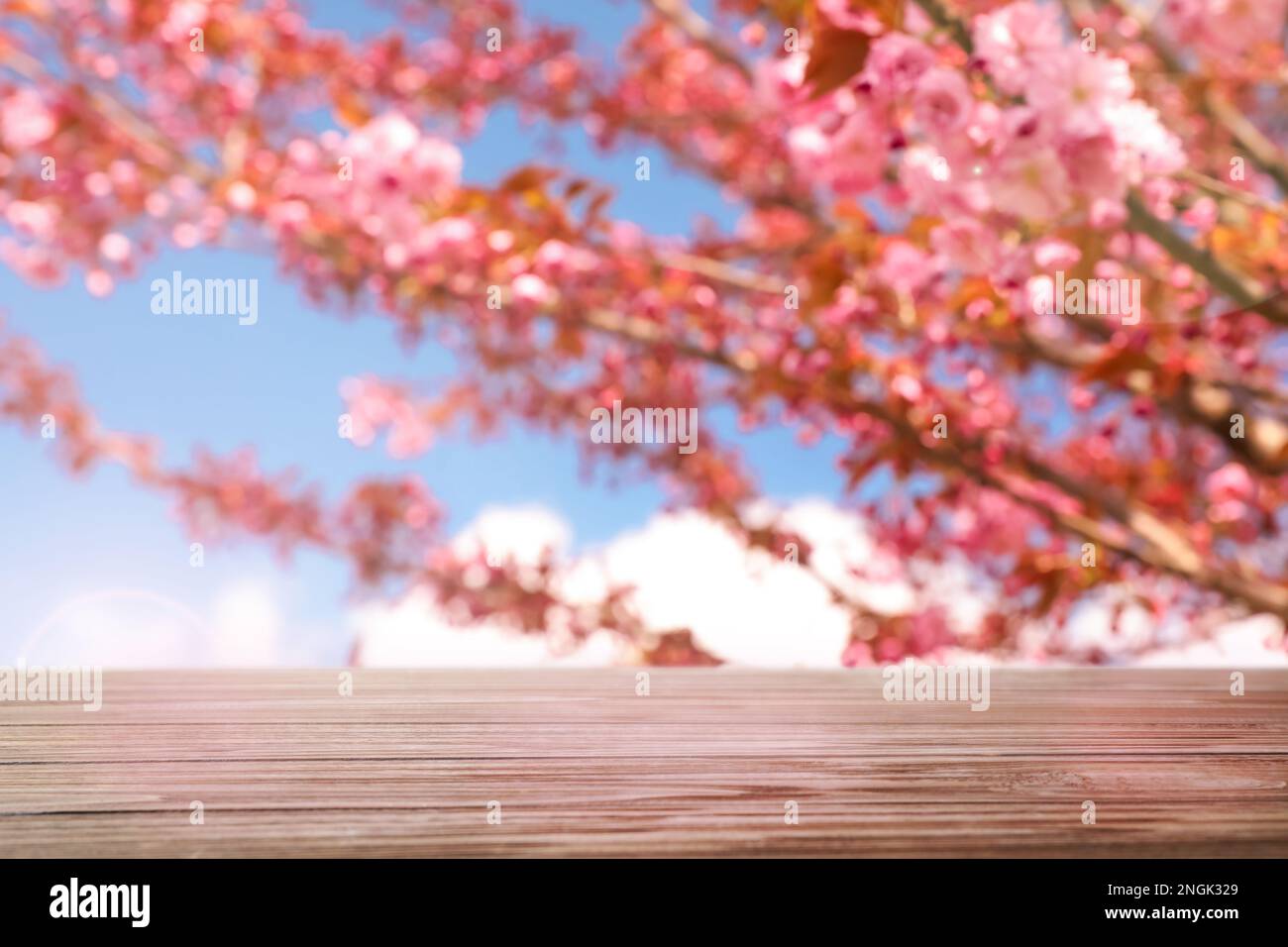Empty wooden surface and beautiful blossoming sakura tree on background ...