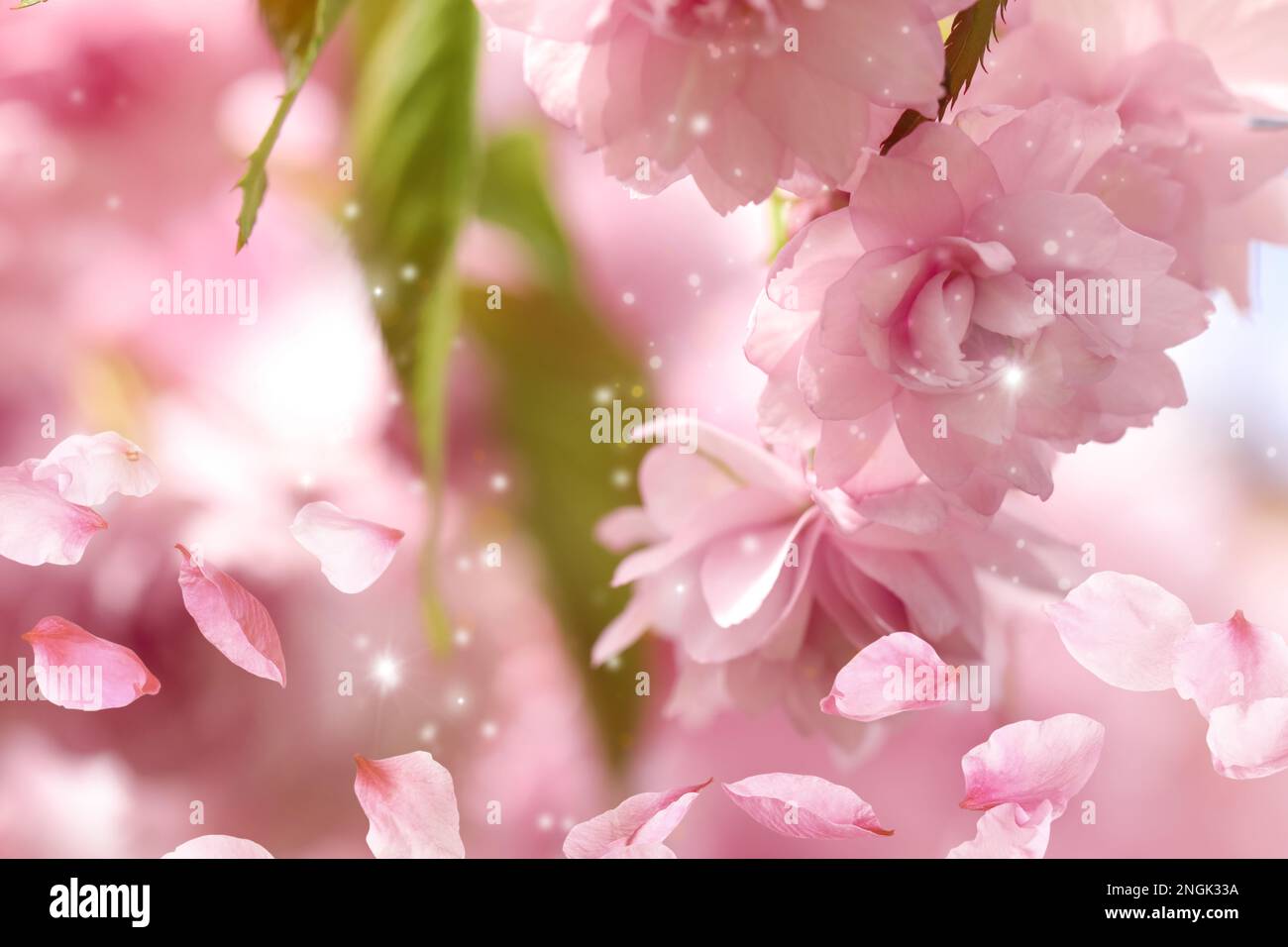 Flying pink japan sakura hi-res stock photography and images - Alamy
