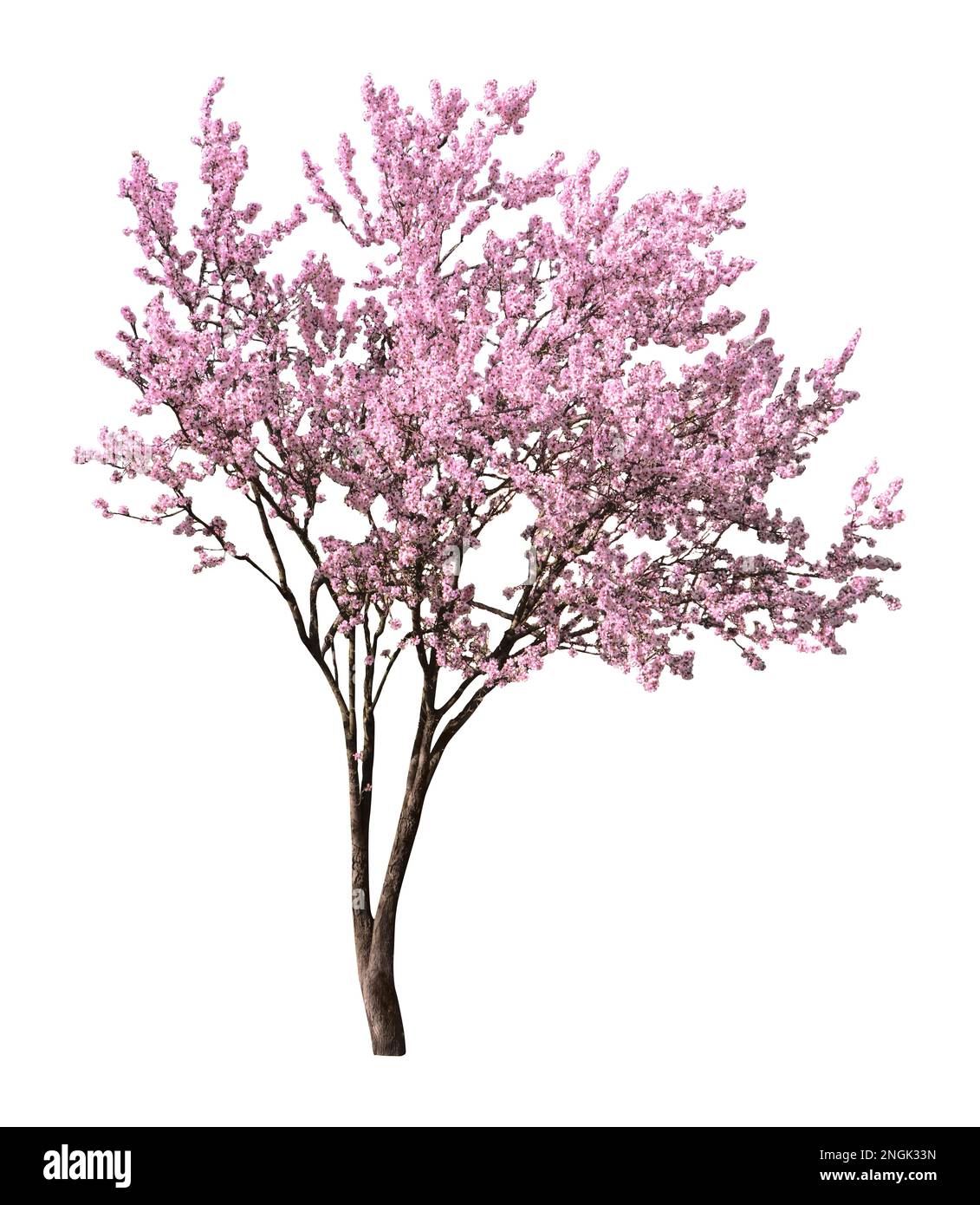 Scenery sakura Cut Out Stock Images & Pictures - Alamy