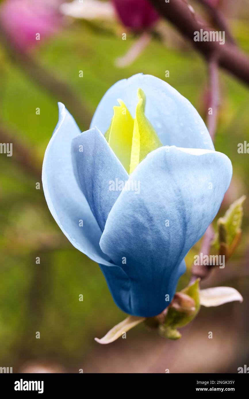 Beautiful delicate magnolia Blue Opal outdoors, closeup. Spring season ...