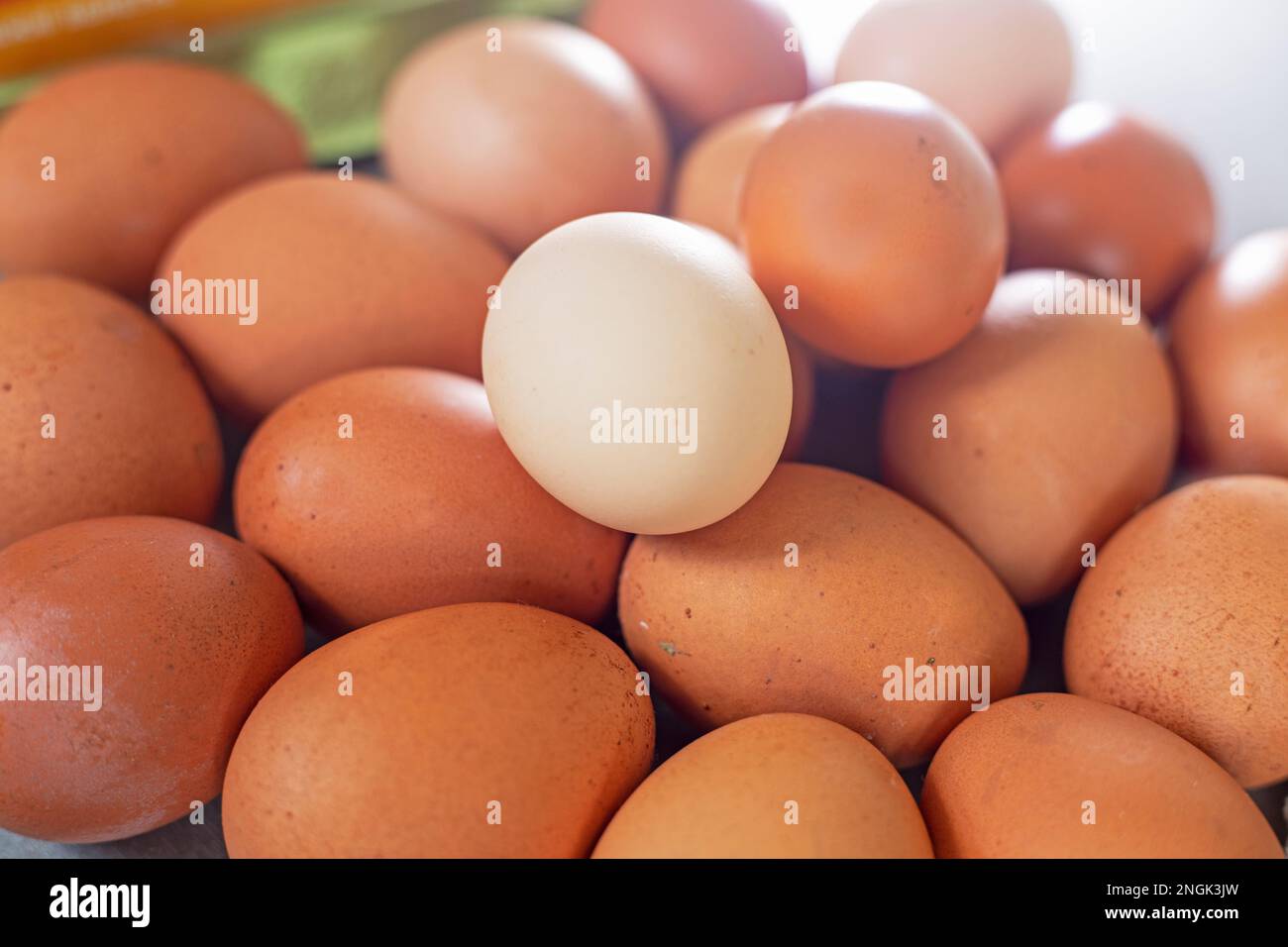 close-up of a simple light brown egg lies on top of brown eggs ...