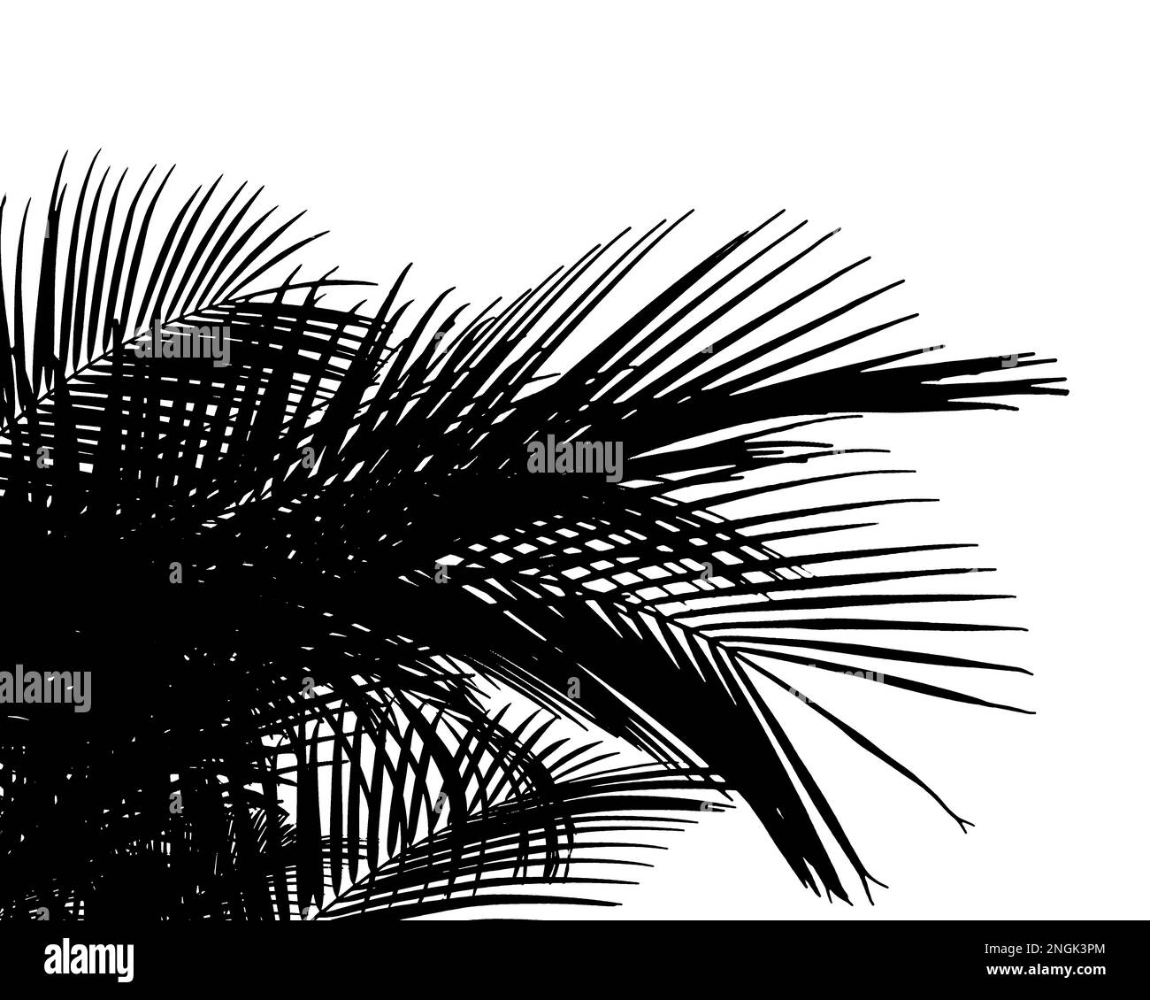 Palm leaves on white background Black and White Stock Photos & Images ...