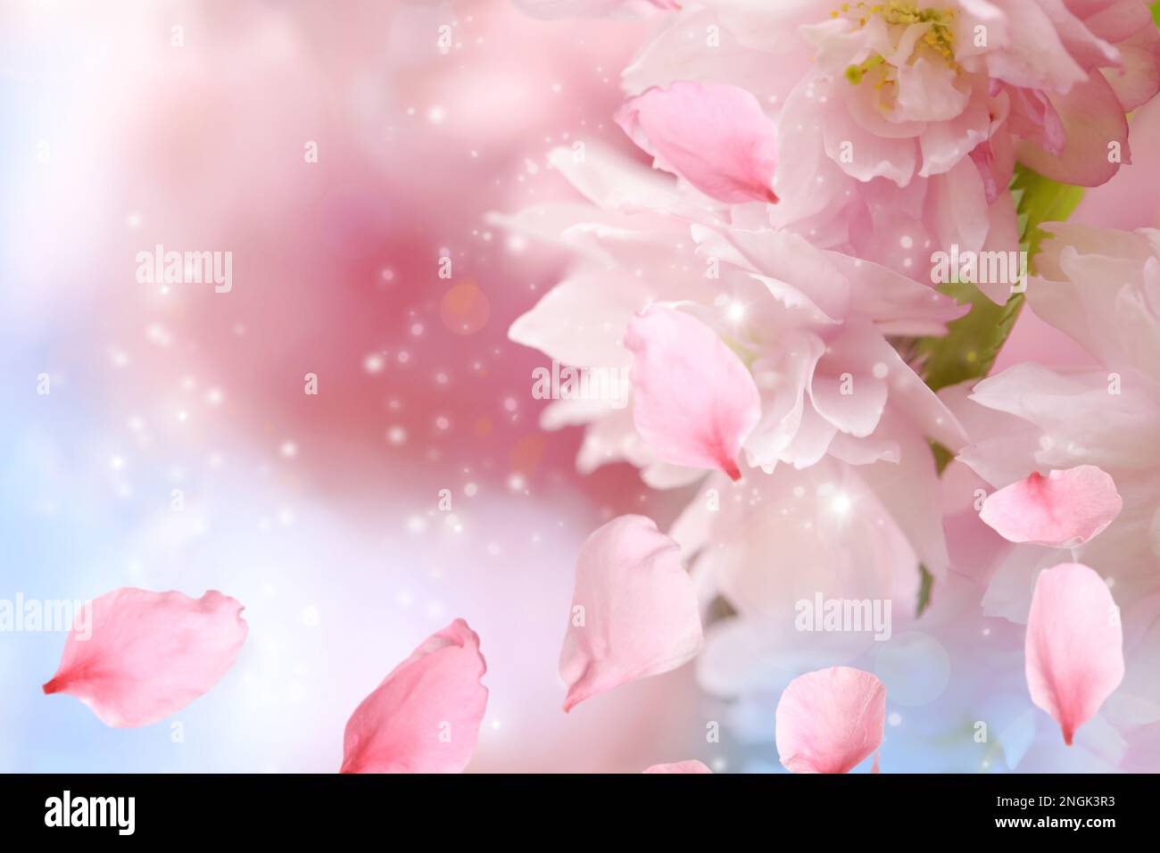 Flying pink japan sakura hi-res stock photography and images - Alamy