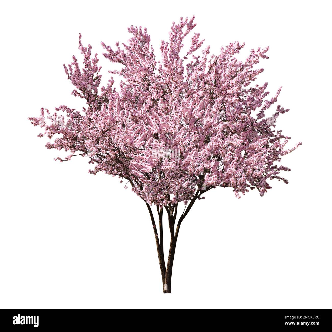 Peach blossoms on spring day Cut Out Stock Images & Pictures - Alamy