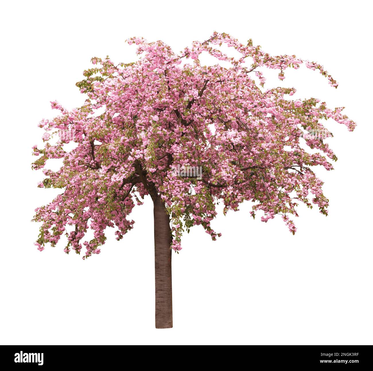 Beautiful blossoming sakura tree on white background Stock Photo - Alamy