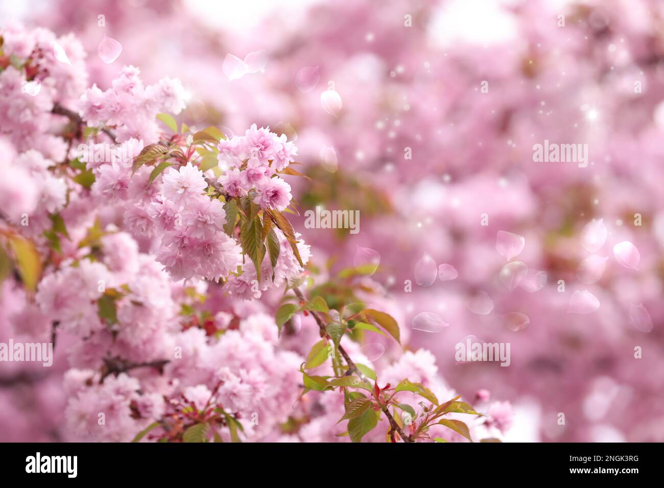 Beautiful blossoming sakura outdoors on spring day Stock Photo - Alamy