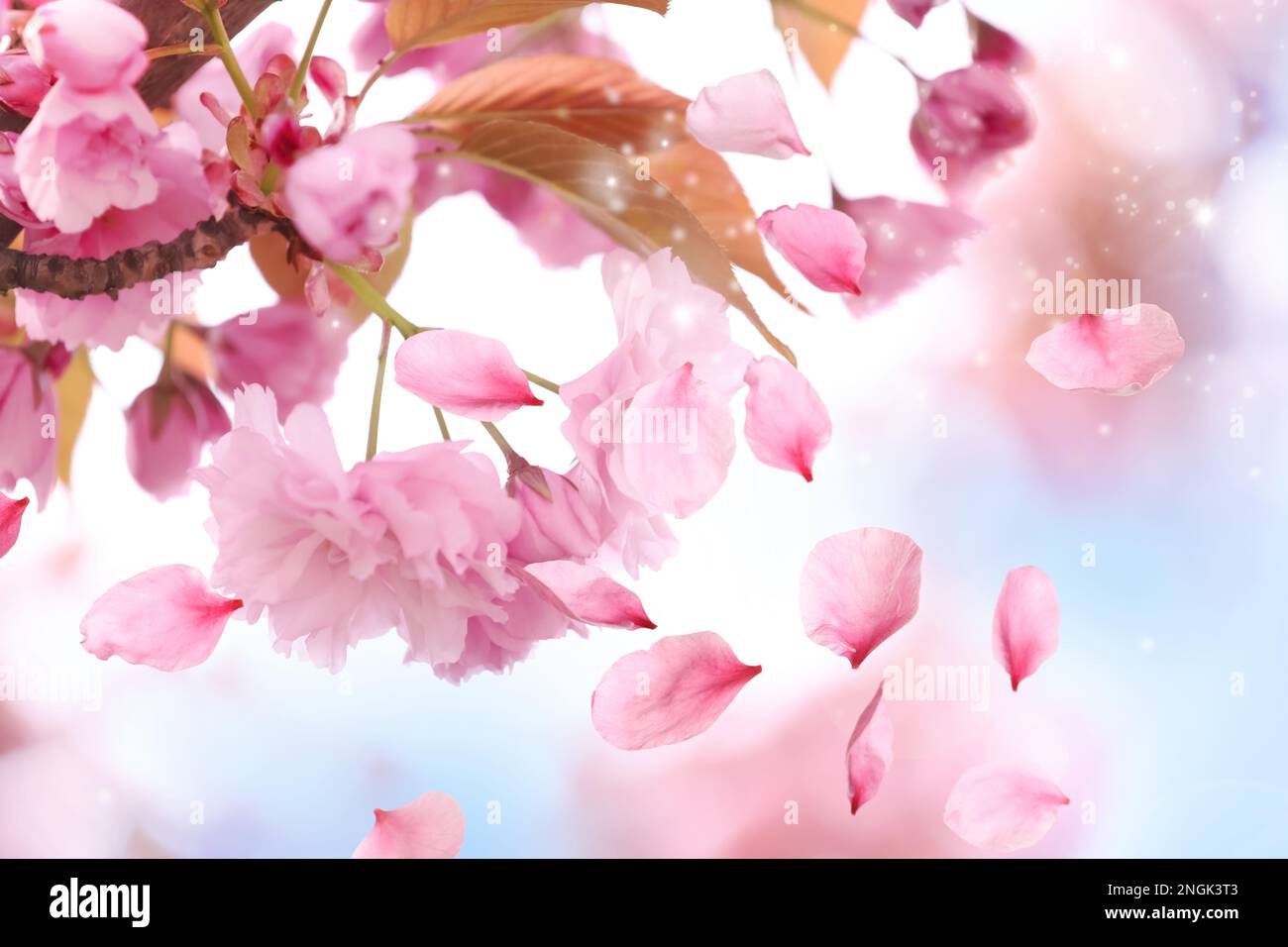 Flying pink japan sakura hi-res stock photography and images - Alamy
