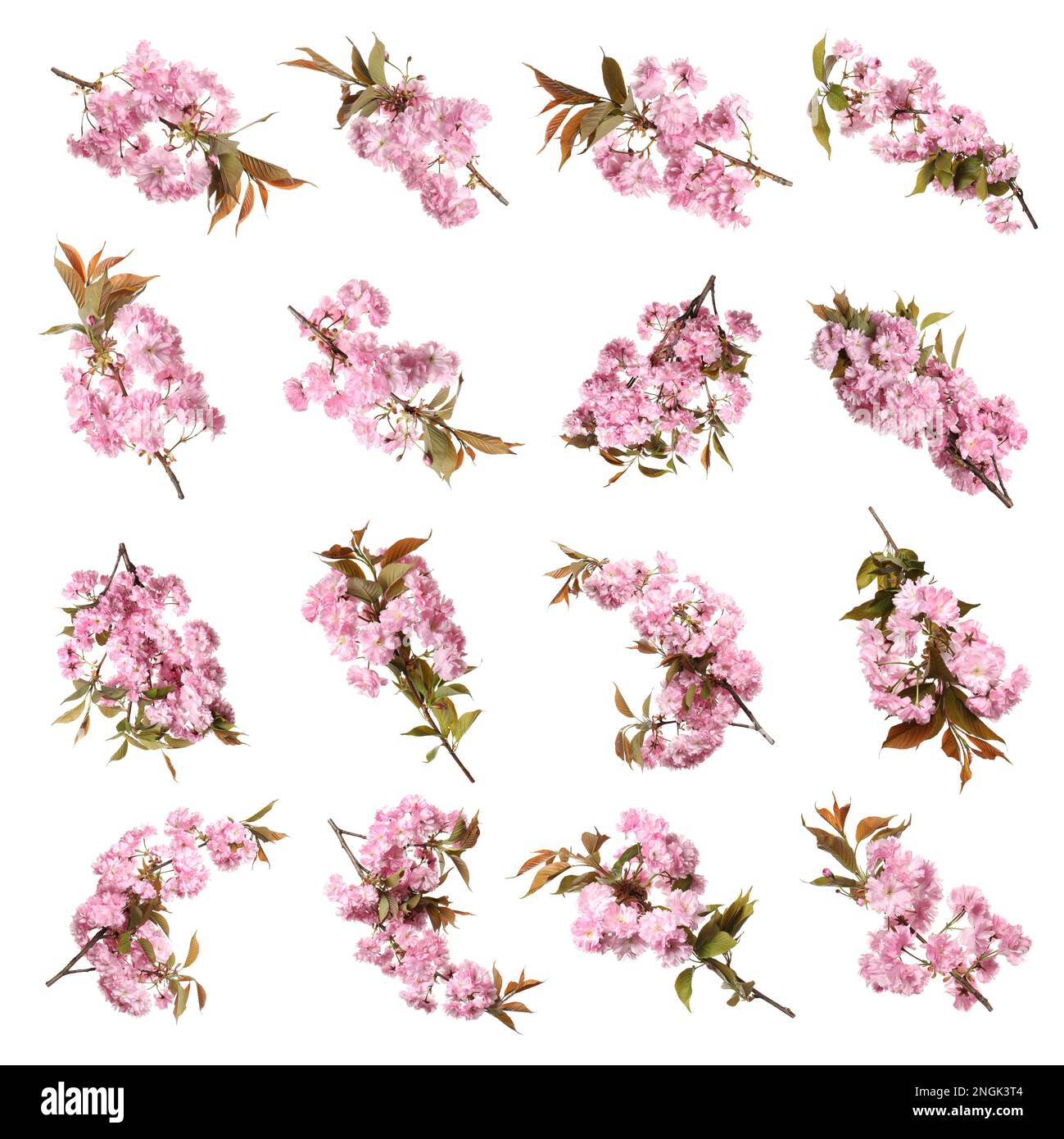 Set of beautiful sakura tree branches with pink flowers on white ...