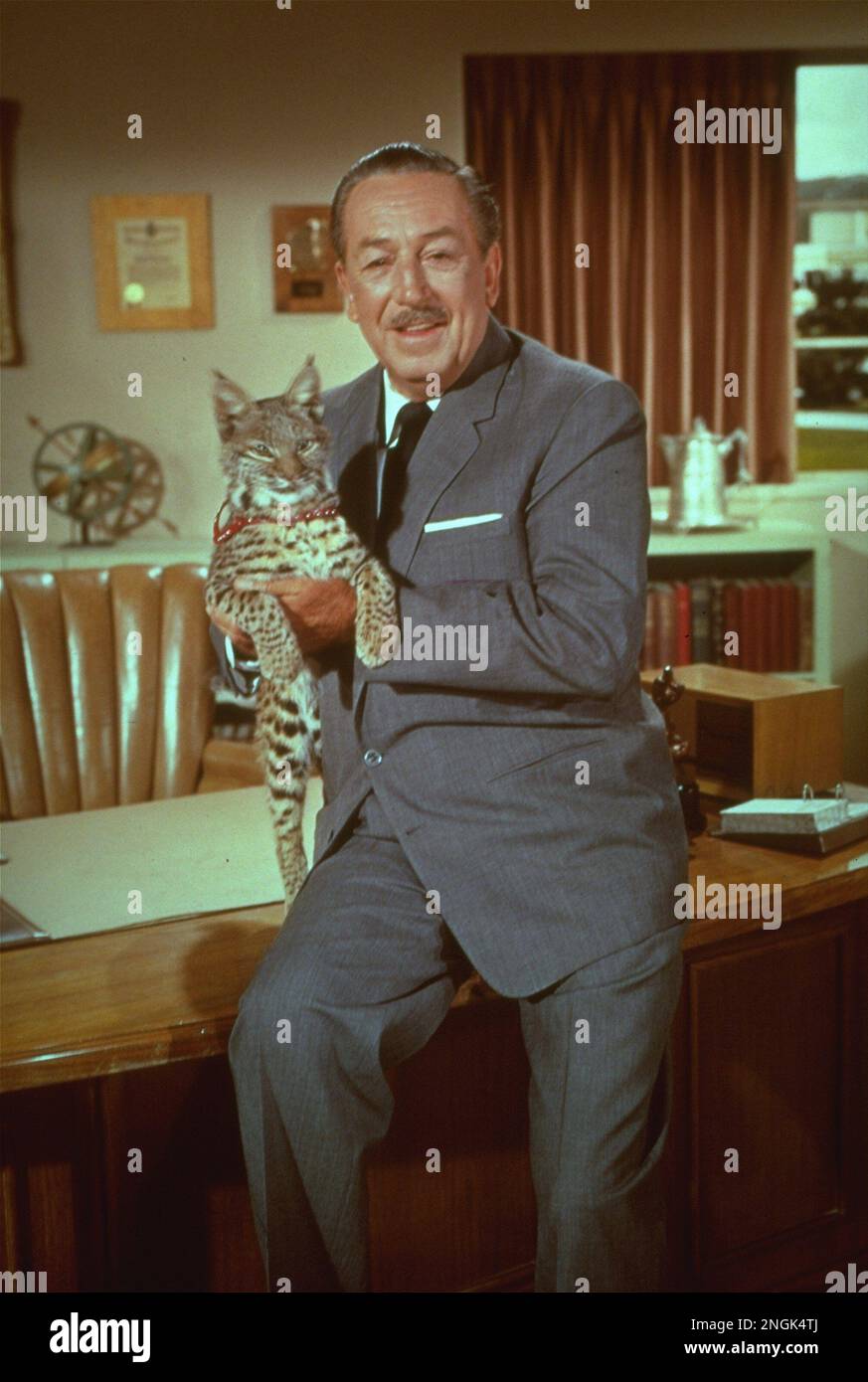 This is a December 23, 1965 photo of Walt Disney posing in his office ...