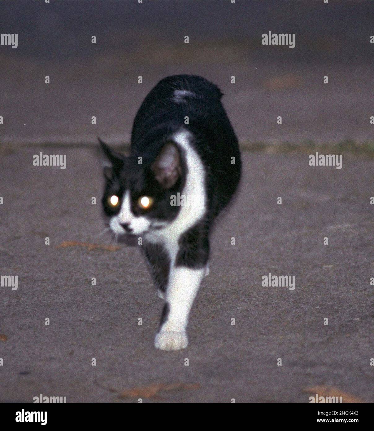 Chelsea Clinton's cat Socks is pictured at the Governor's Mansion in ...